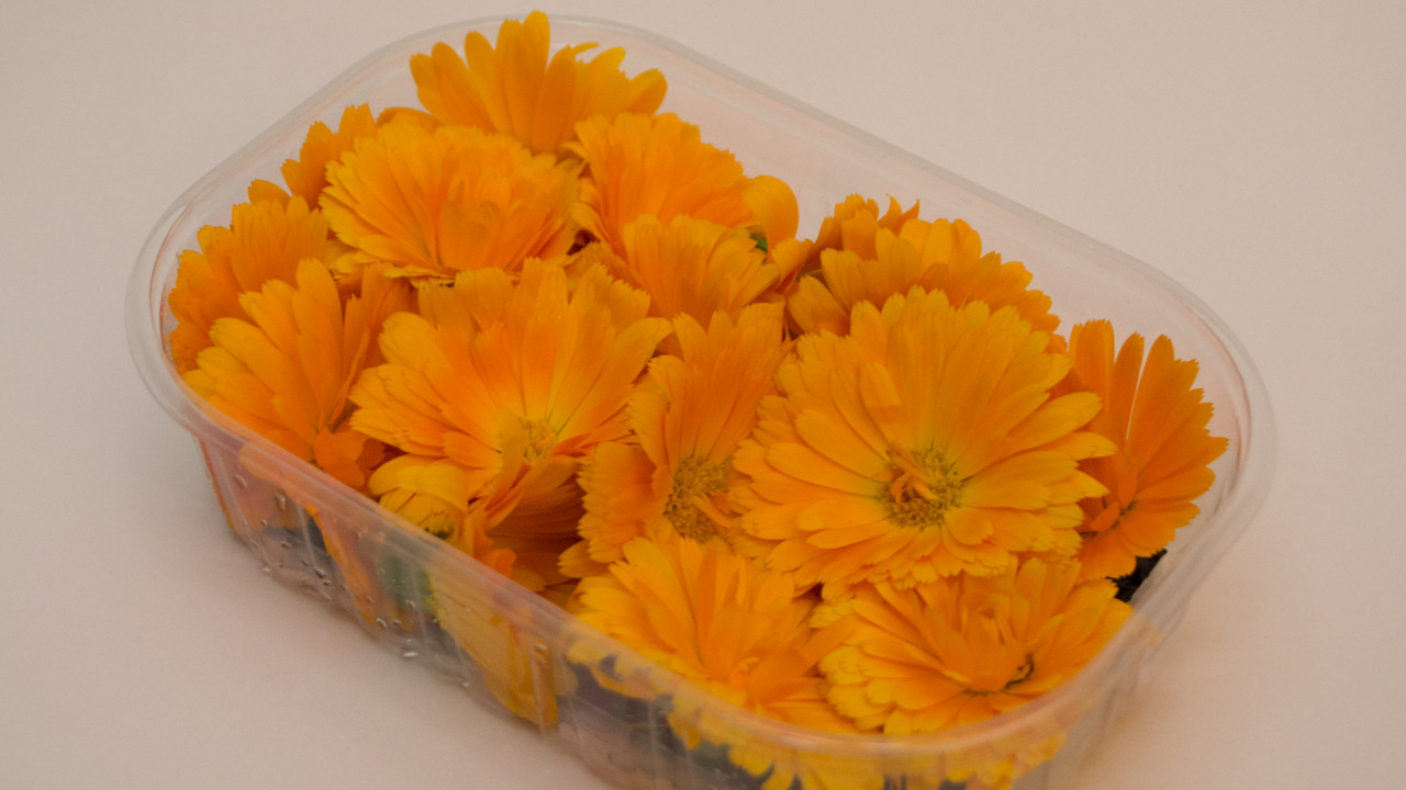 Ringelblumen orange essbare Blüten kaufen