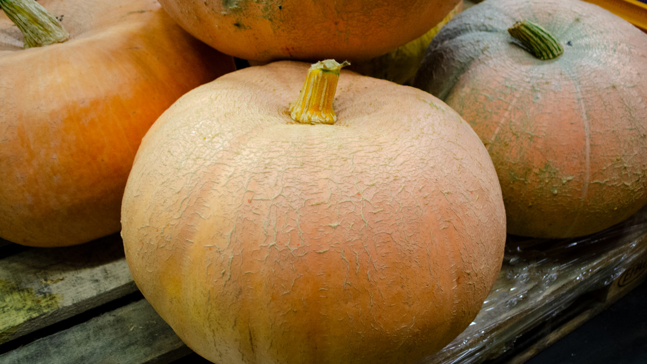 Gelber Zentner Kürbis-Groß | VS10415